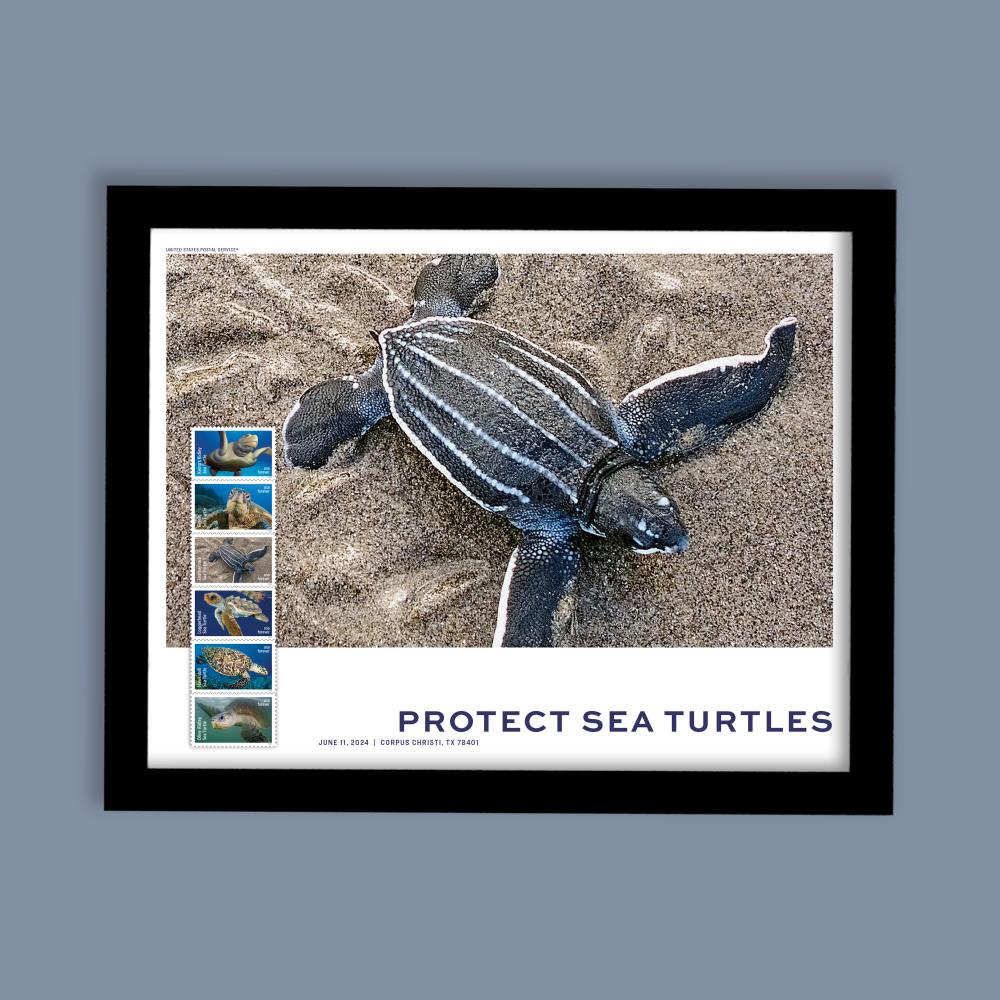 Protect Sea Turtles Framed Stamps — Leatherback Turtle — Stamps Forever