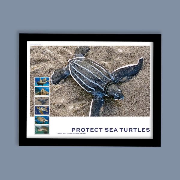 Protect Sea Turtles Framed Stamps — Leatherback Turtle — Stamps Forever