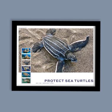 Protect Sea Turtles Framed Stamps — Leatherback Turtle — Stamps Forever