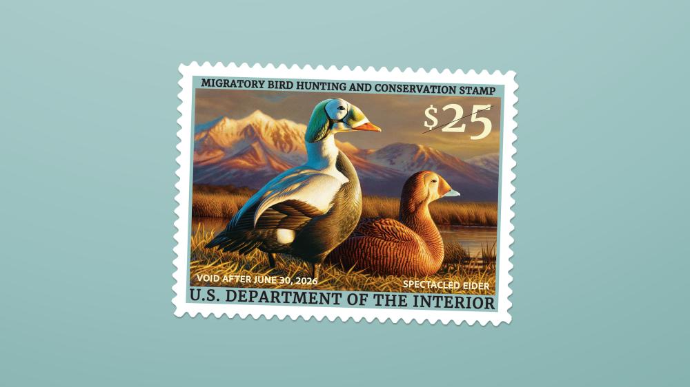 Spectacled Eider — Stamps Forever