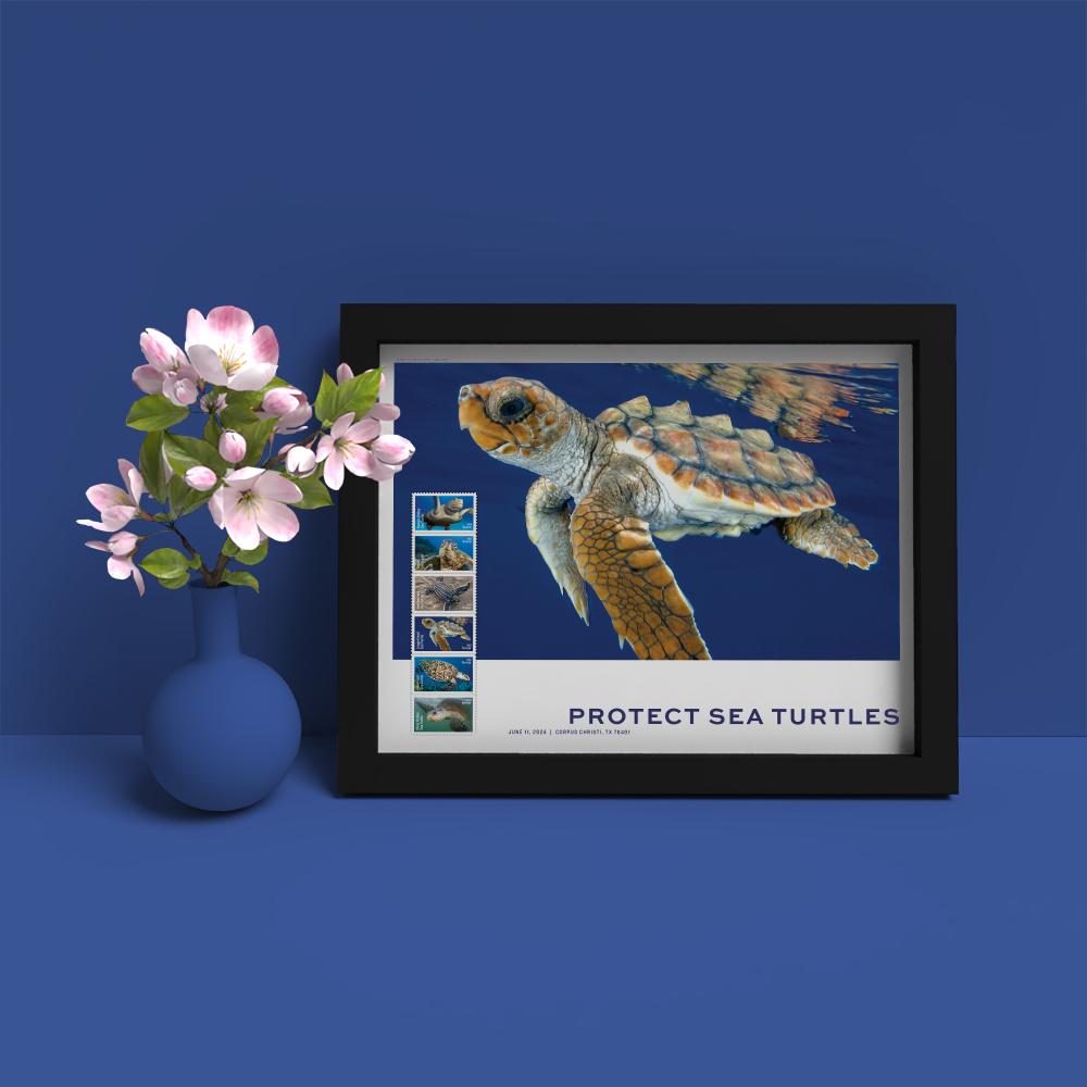 Protect Sea Turtles Framed Stamps — Loggerhead Turtle — Stamps Forever