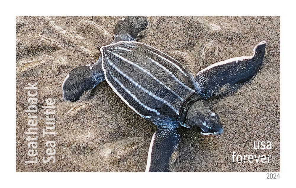 Protect Sea Turtles — Stamps Forever