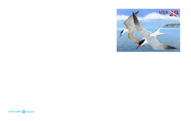 Common Terns Stamped Card — Stamps Forever