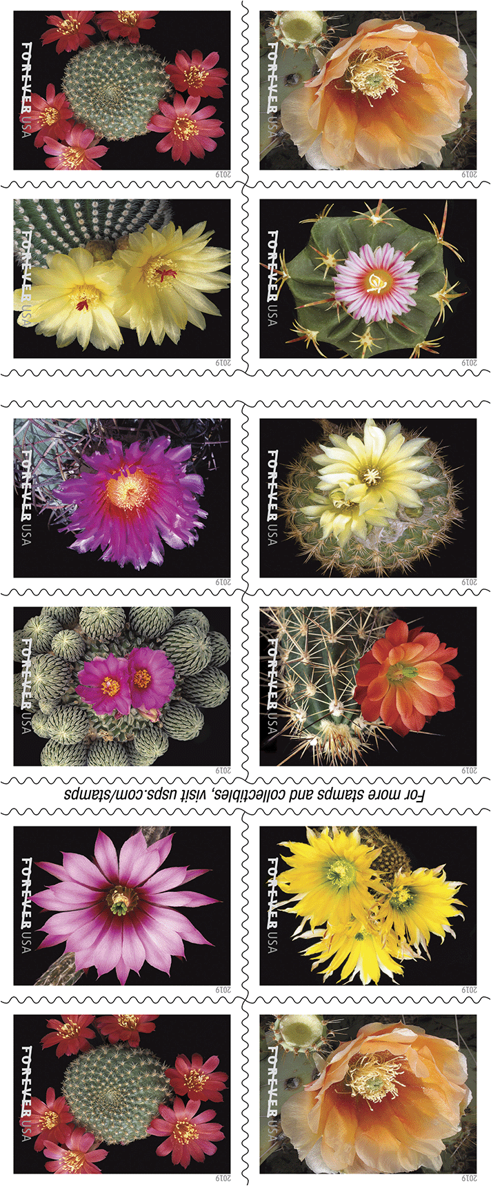 Cactus Flowers — Stamps Forever