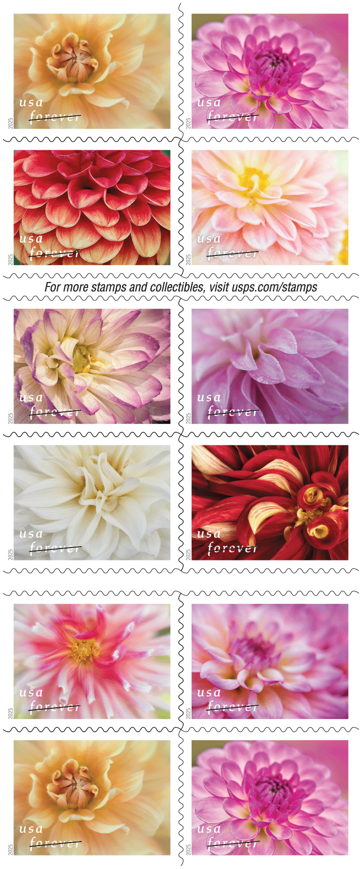 Dahlias — Stamps Forever