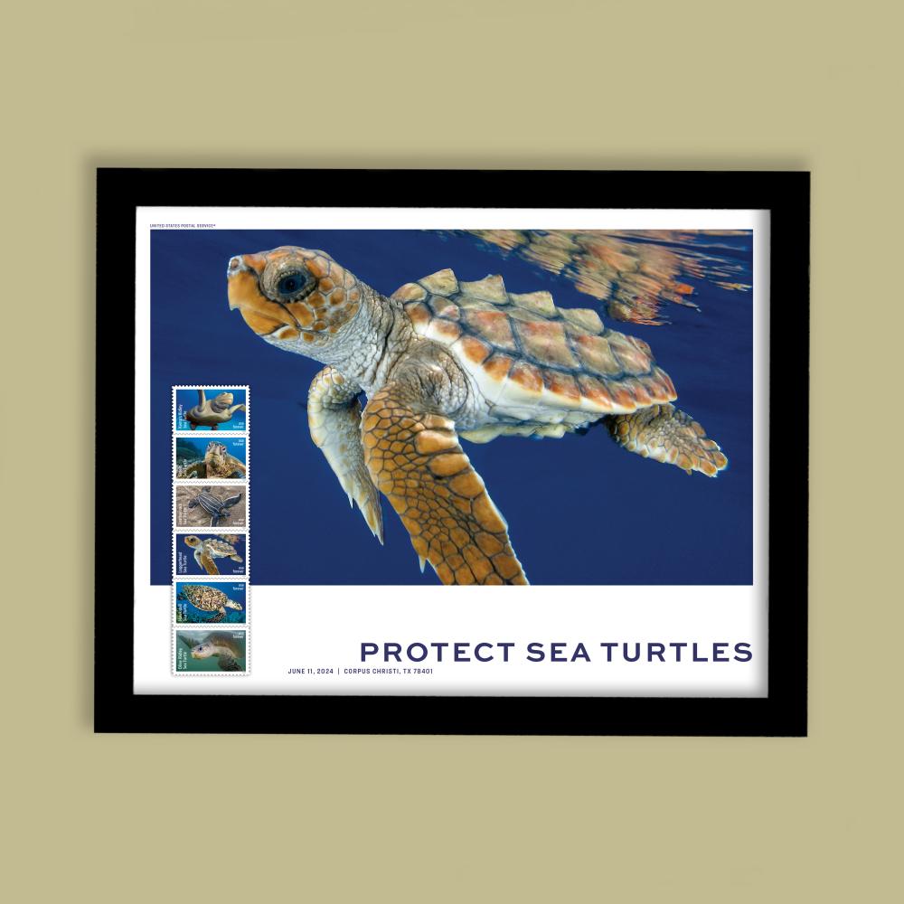 Protect Sea Turtles Framed Stamps — Loggerhead Turtle — Stamps Forever